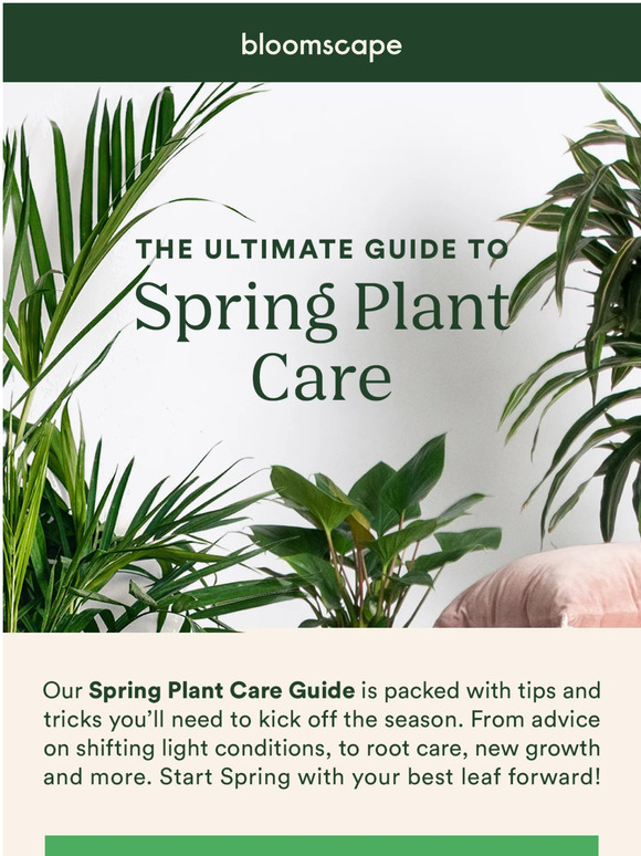 Bloomscape: Check Out the Spring Plant Care Guide 🌸 | Milled