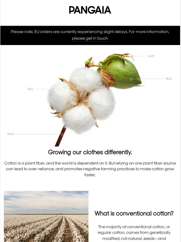 PANGAIA: Organic cotton vs conventional cotton: what’s the difference ... PANGAIA: Organic cotton vs conventional cotton: what’s the difference ...