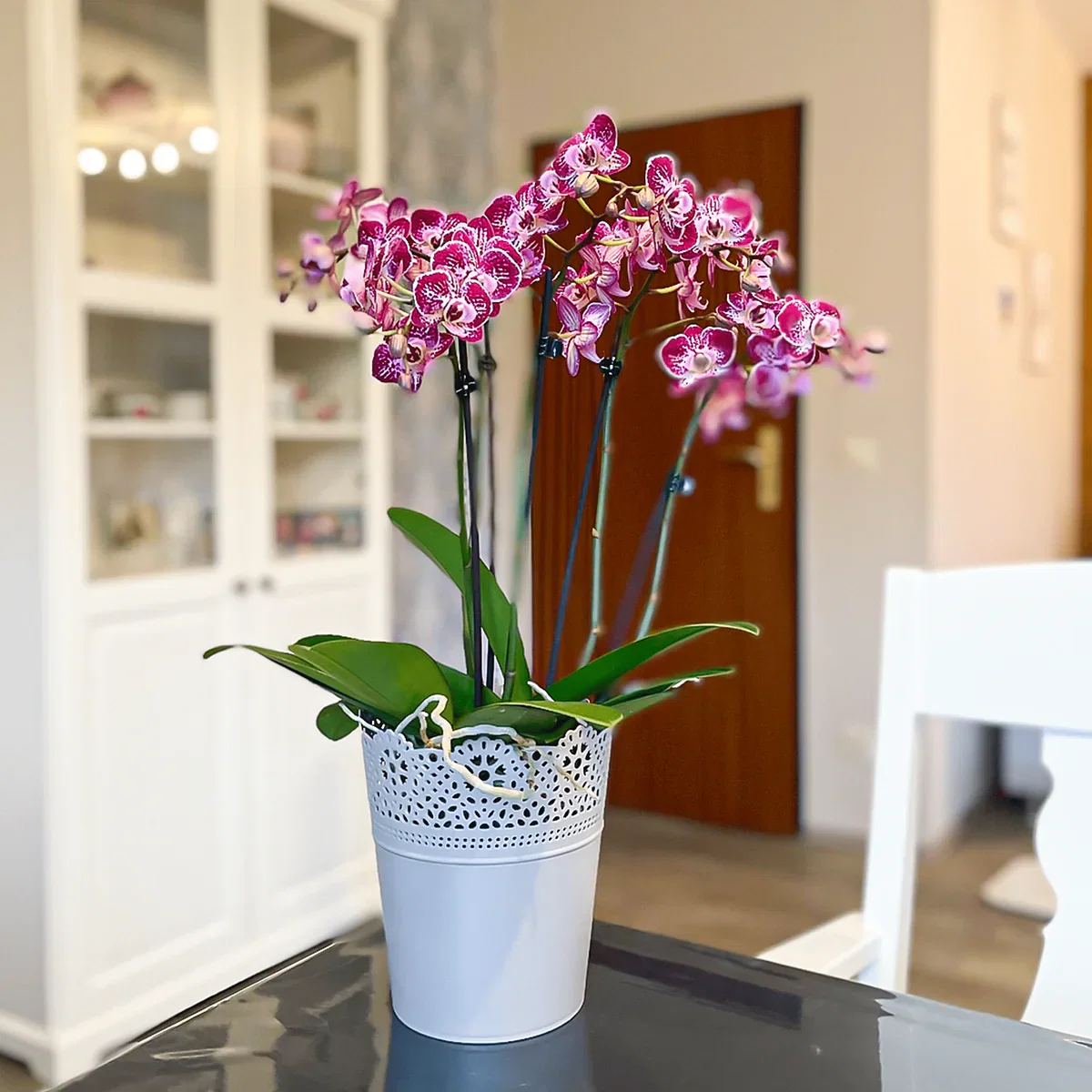 Orchideen Klusmann DE: Coco Purple Rain in Blüte 💜 | Milled