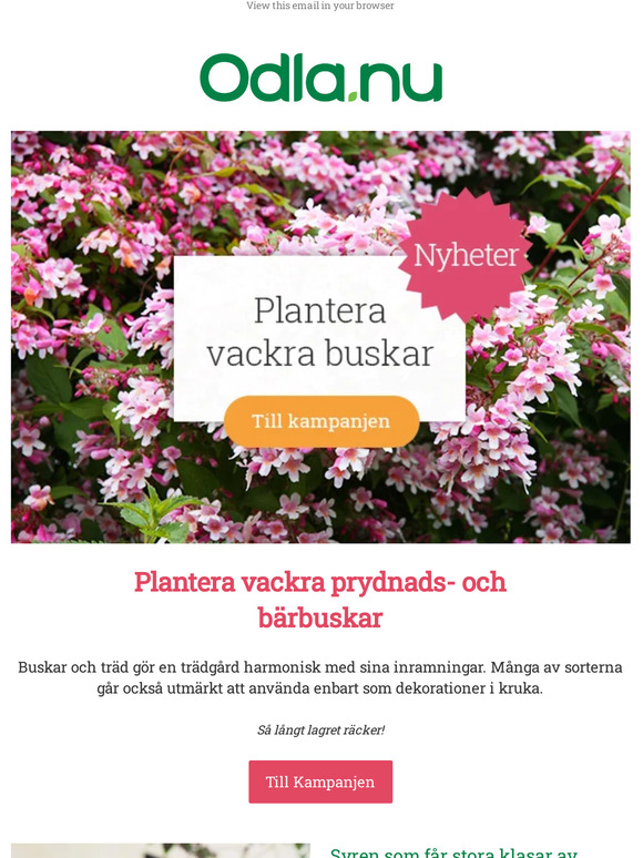 Odla: Plantera vackra bär- och prydnadsbuskar! | Milled