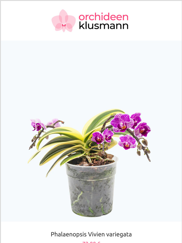 Orchideen Klusmann: Die besondere Vivien variegata 💜 | Milled