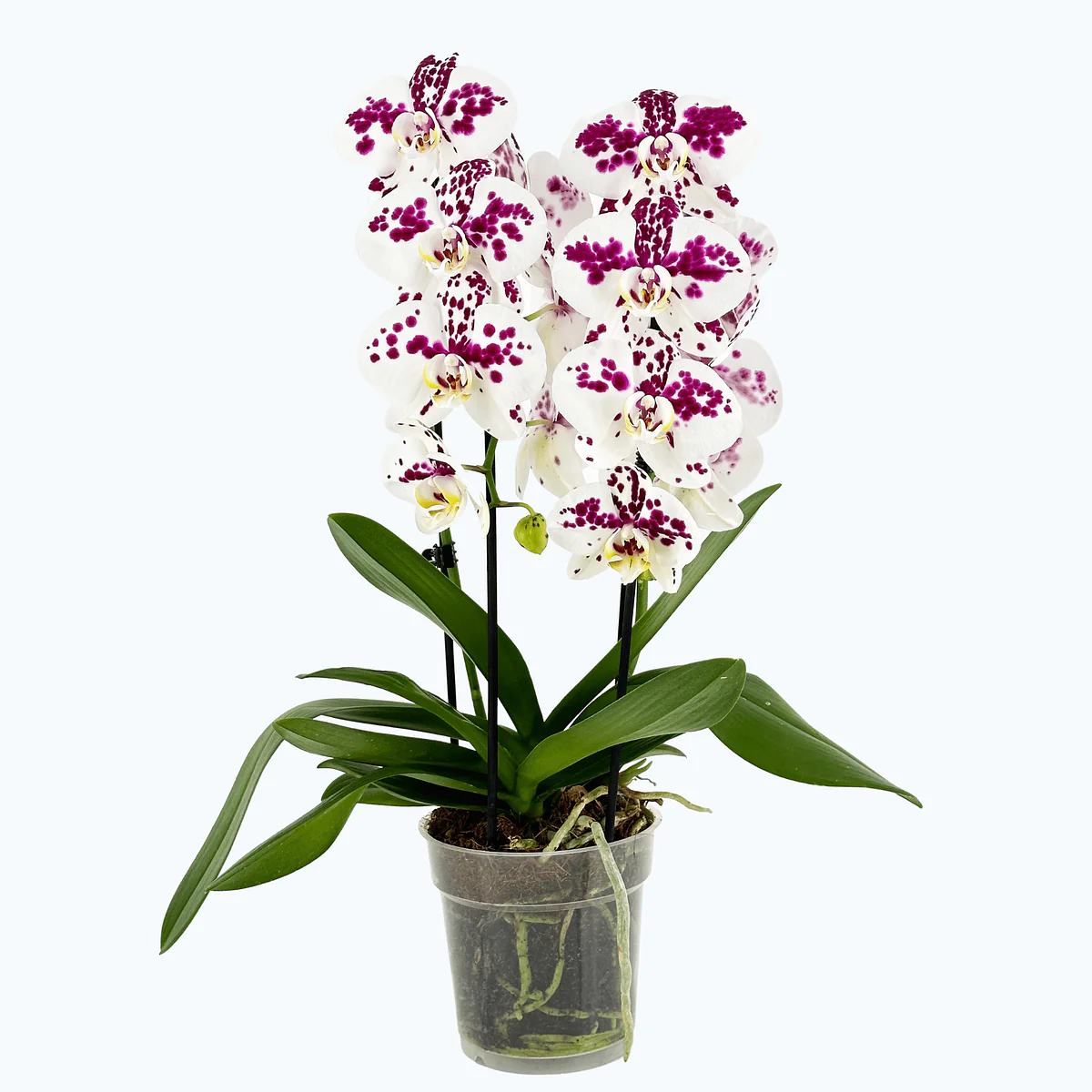 Orchideen Klusmann: 💕 Die Marrakesh als Wasserfall & mit 7+Rispen | Milled