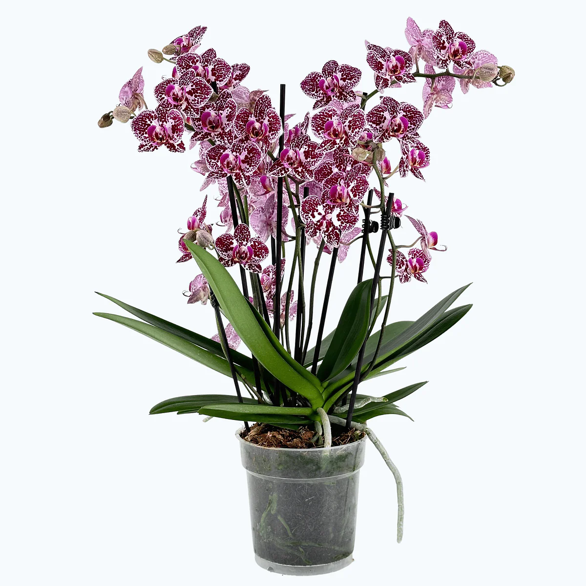 Orchideen Klusmann: 💕 Die Marrakesh als Wasserfall & mit 7+Rispen | Milled