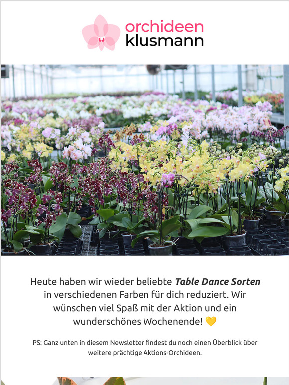 Orchideen Klusmann: Table Dance Orchideen für 12 Euro | Milled