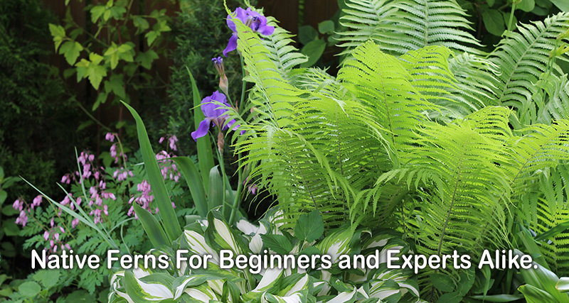 TN Nursery: 🍃 Happy Earth Week - Save Our Planet With Native Plants 🍃 ...