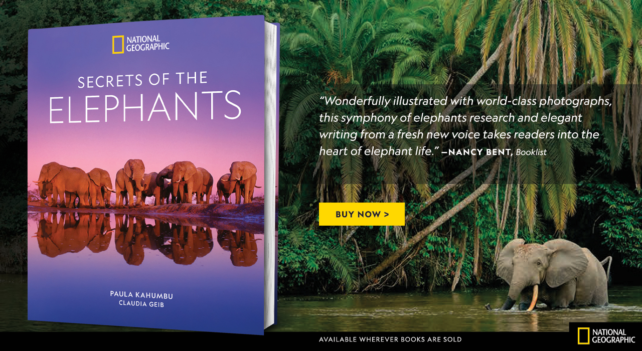 National Geographic: SPECIAL EDITION: Elephants as you've never seen ...