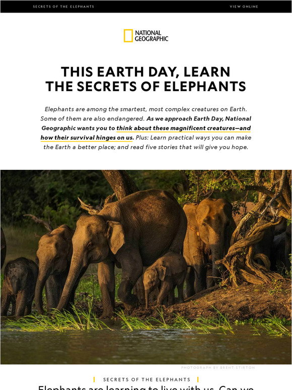 National Geographic: SPECIAL EDITION: Elephants as you've never seen ...