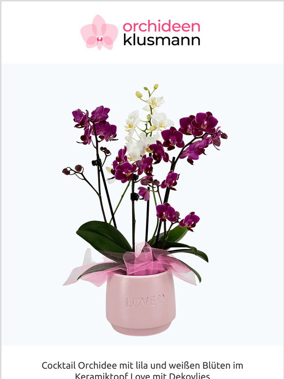 Orchideen Klusmann: In der Aktion: Orchideen zum Verschenken | Milled