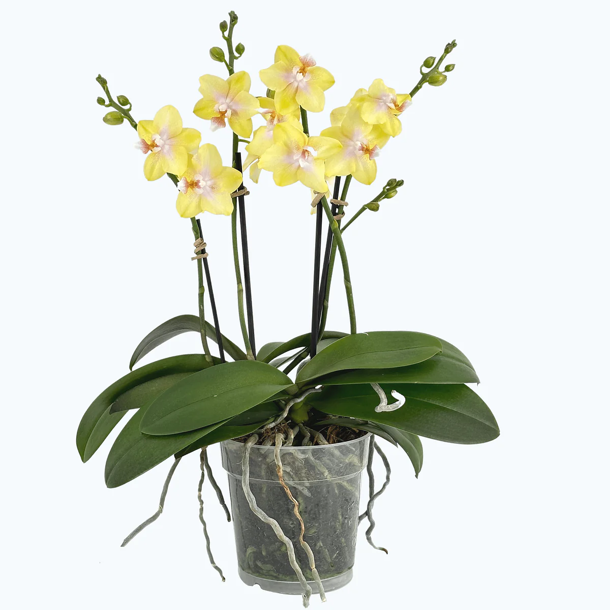 Orchideen Klusmann: In der Aktion: Orchideen zum Verschenken | Milled