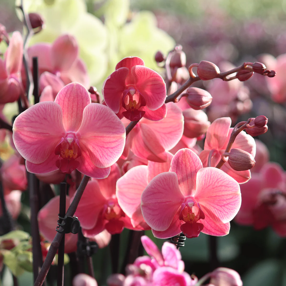 Orchideen Klusmann: 🌸 Endlich wieder: die duftende Dusty Belle | Milled