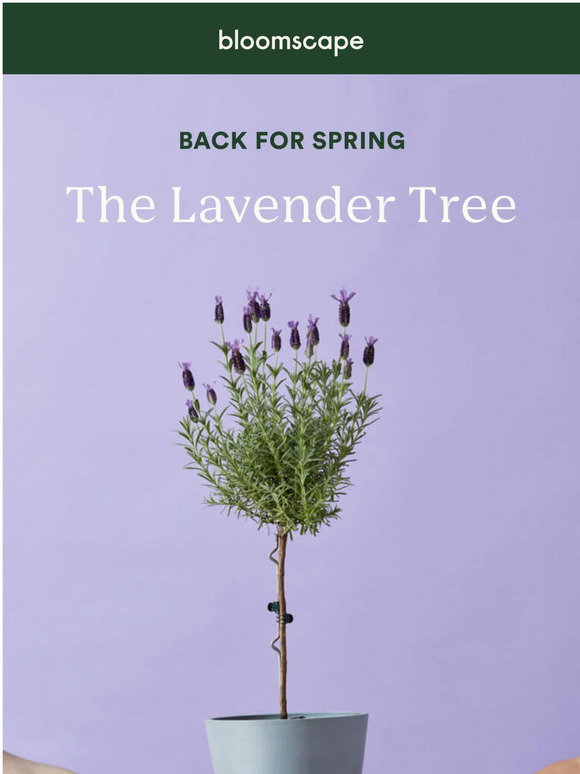 Bloomscape: Back for Spring: The Lavender Tree | Milled