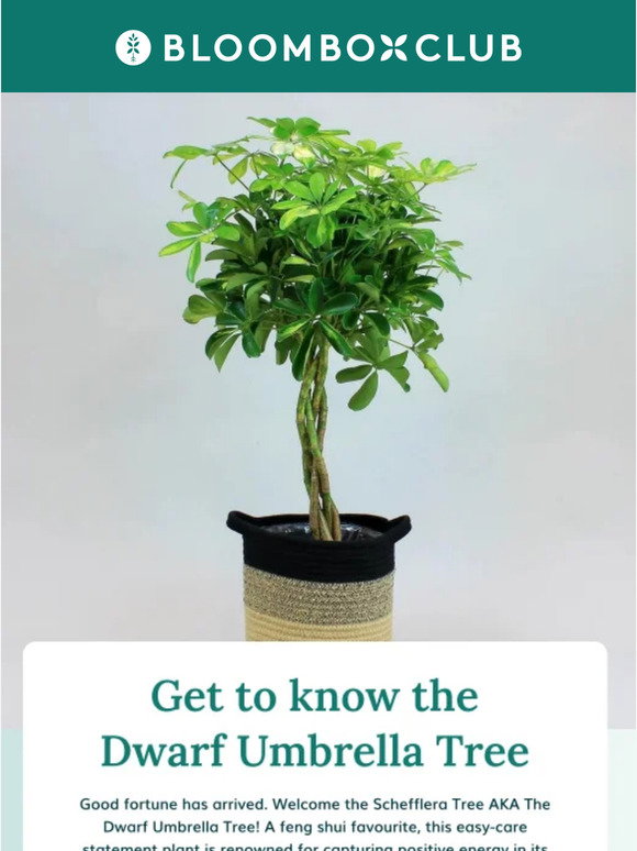 Bloombox Club: Meet the the Dwarf Umbrella Tree ☂️🌳 | Milled