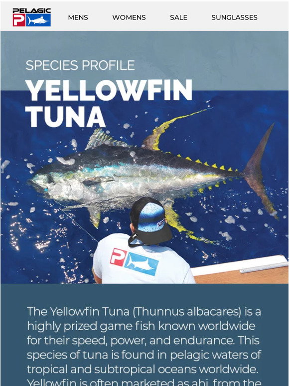 Pelagic: Species Spotlight: Yellowfin Tuna | Milled