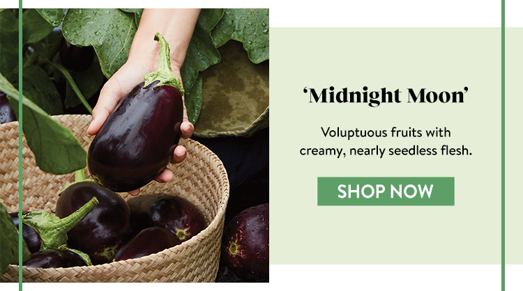 Burpee: All about eggplant 🍆 | Milled