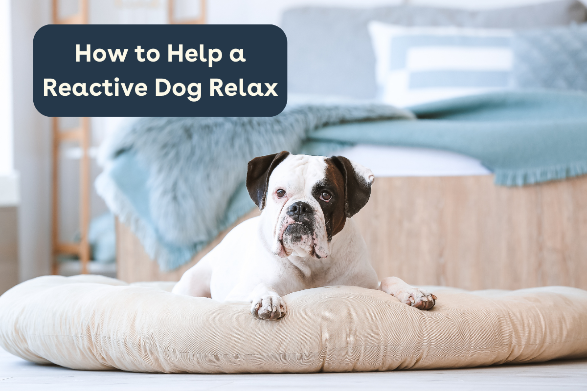 Pupford: How to Help a Reactive Dog Relax | Milled