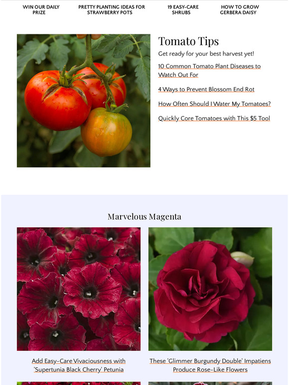 Better Homes and Gardens: 🍅 10 Common Tomato Plant Diseases to Watch ...