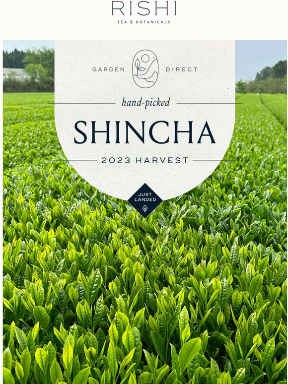 Rishi Tea: Just Landed: Hand-picked Shincha | Milled