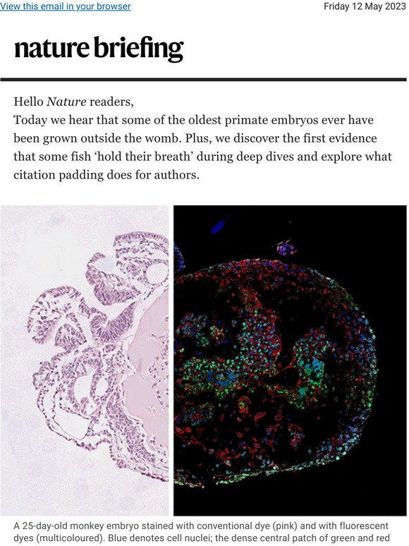 Nature: Lab-grown monkey embryos reach 25 days | Milled