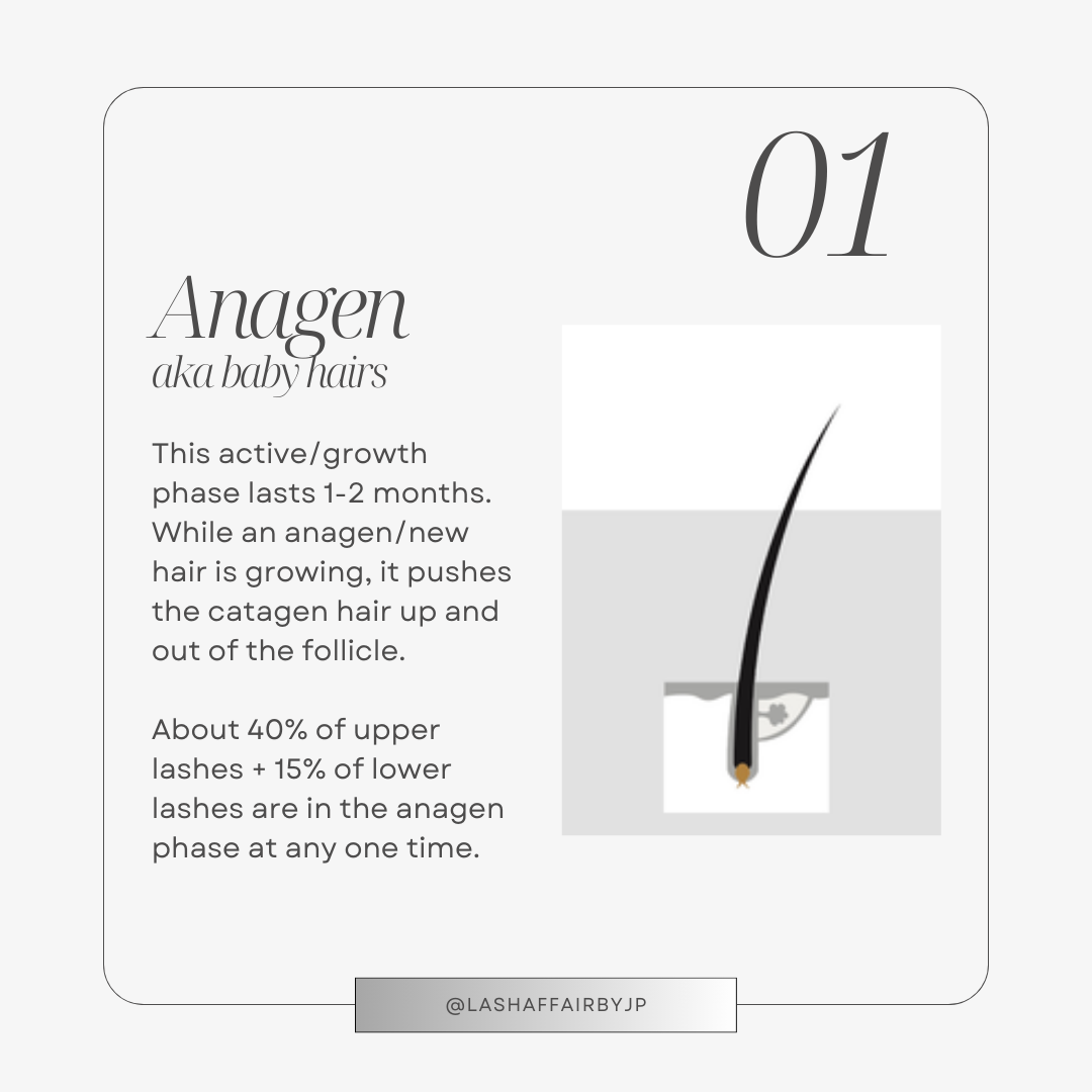 Lash Affair: Do You Know the Lash Growth Cycle? | Milled