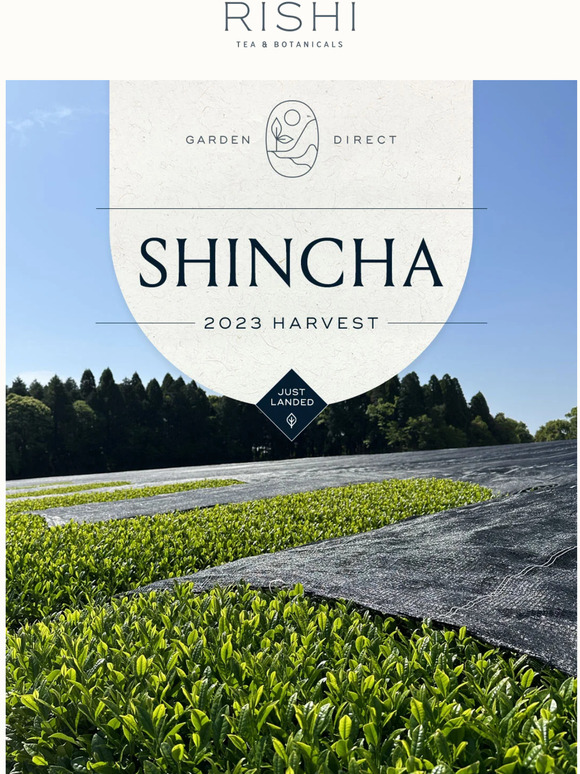 Rishi Tea: Just Landed: More Shincha is Here | Milled