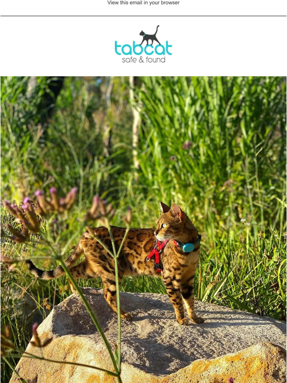 Tabcat: Tabcat tracker now for only $99.99! 😻 | Milled