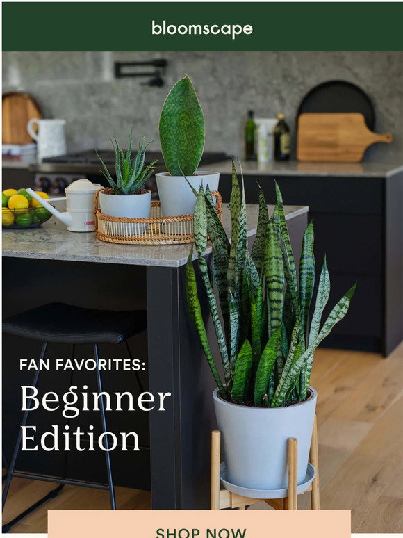 Bloomscape: Low-Maintenance Plants You'll 💚 | Milled