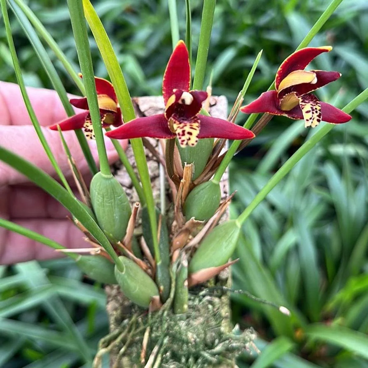 Orchideen Klusmann: Duftende Kokos- & Dracula Orchideen | Milled
