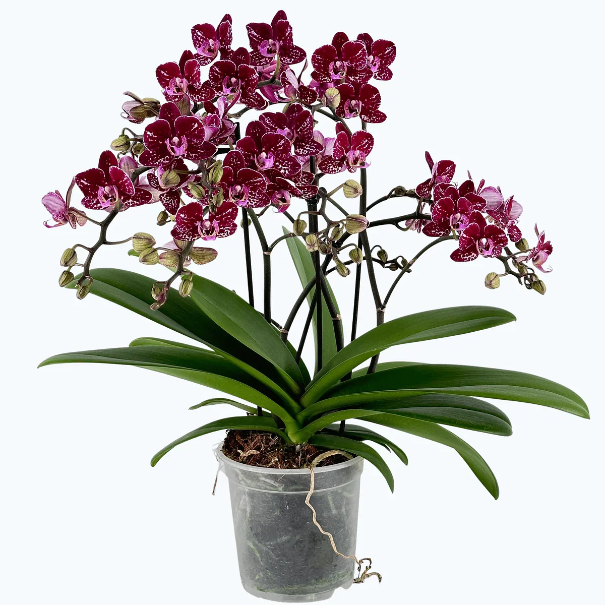 Orchideen Klusmann: 🌸 Die Purple Rain in XXL | Milled