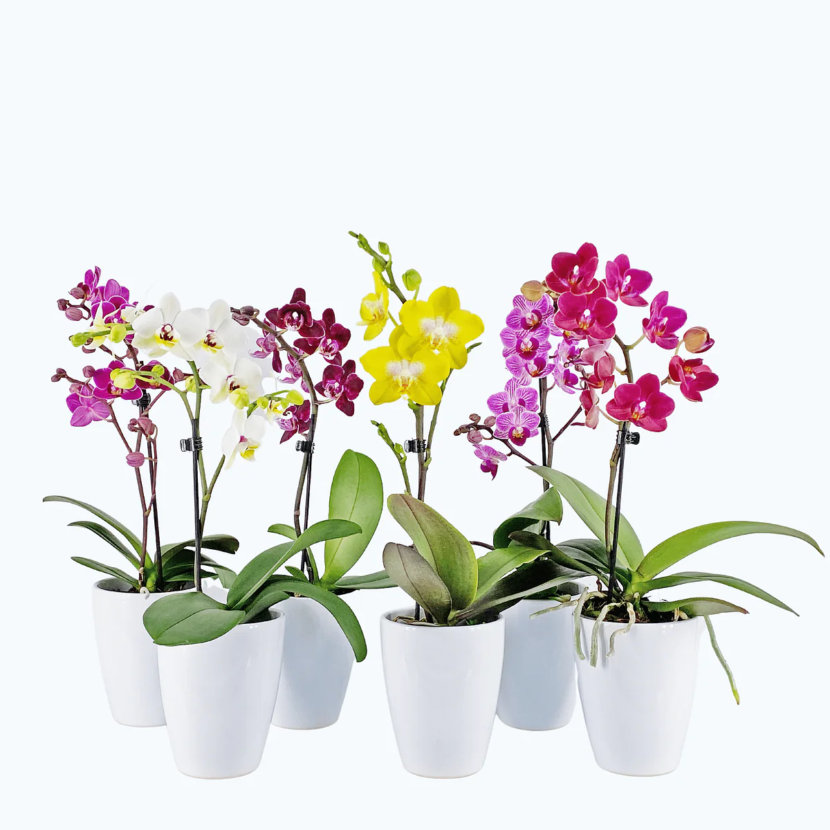 Orchideen Klusmann: 🌸 Die Purple Rain in XXL | Milled