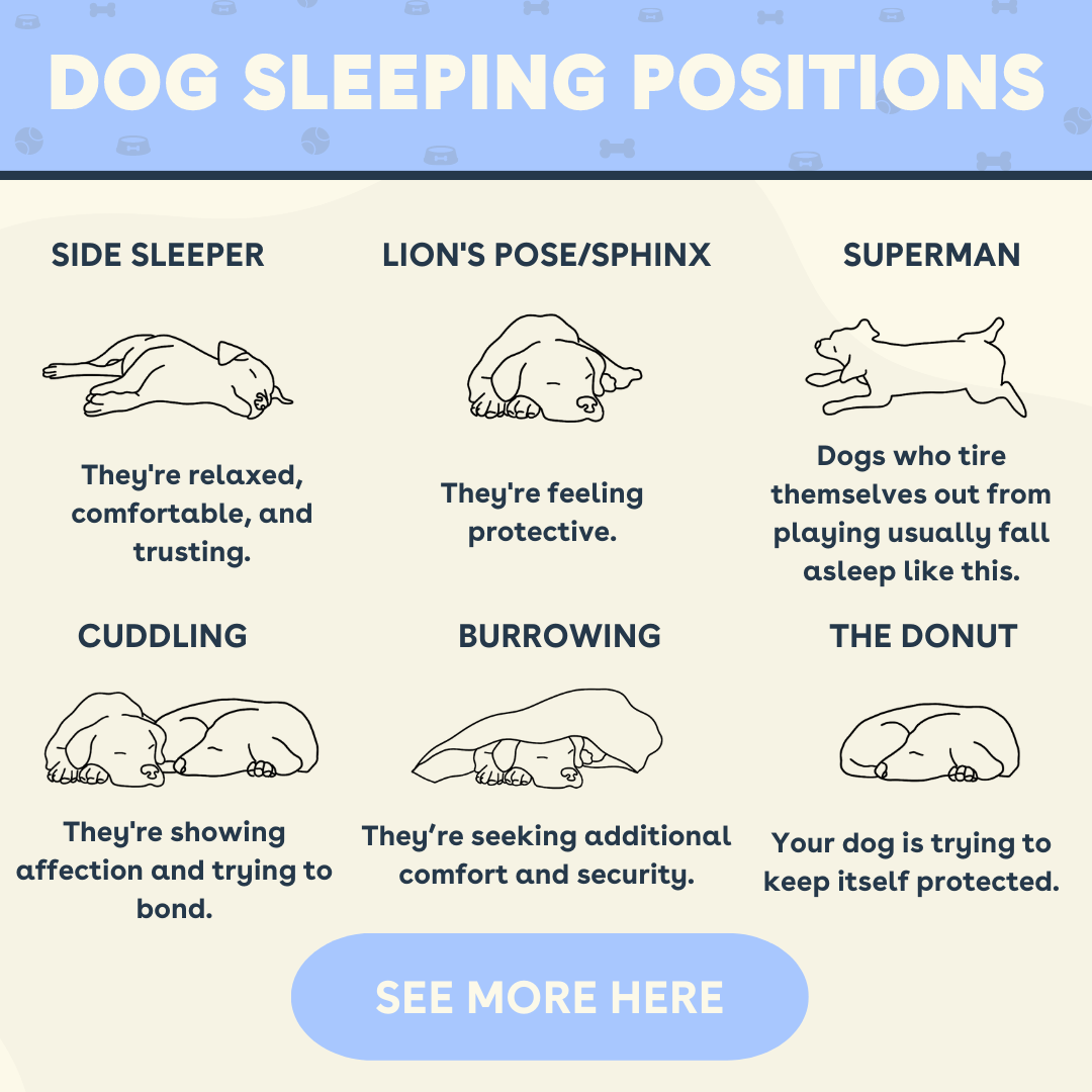 Pupford: [article] 10 Dog Sleeping Positions & What They Mean 😴 | Milled