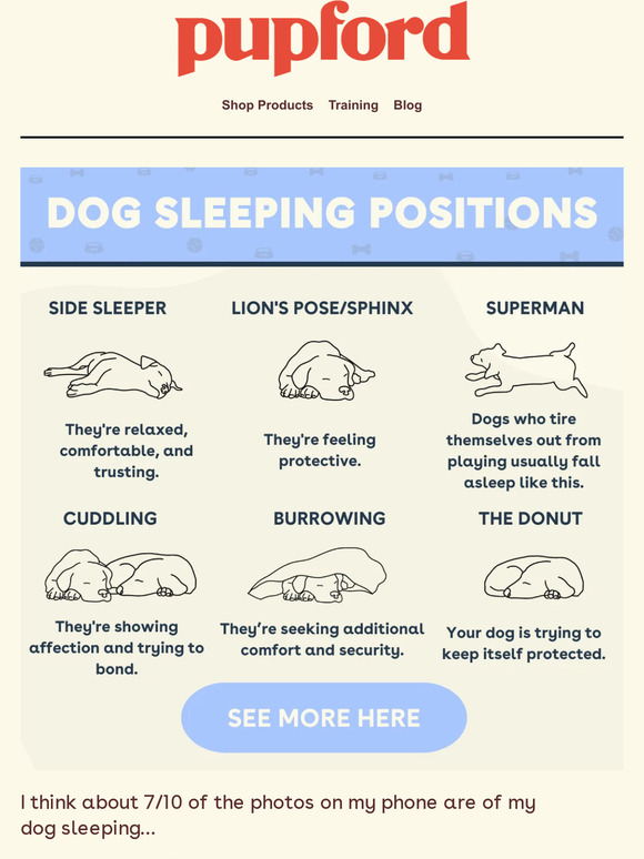 Pupford: [article] 10 Dog Sleeping Positions & What They Mean 😴 | Milled