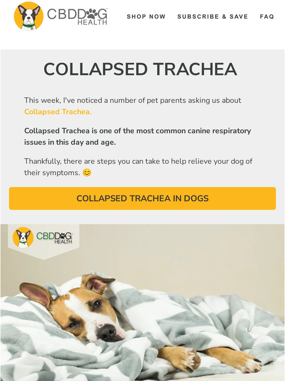 CBD Dog Health: Have you ever heard of Collapsed Trachea in dogs? | Milled