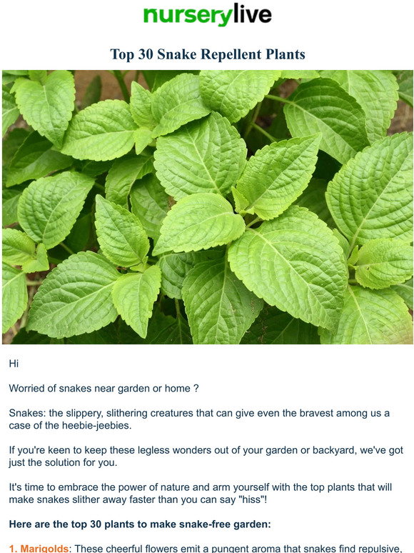 Nurserylive: 👨‍🌾🌿 Worried of Snakes ? 30 Powerful Plants that Repel ...