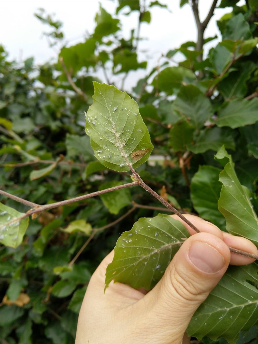 Biogroei: 🐞 Nuttige insecten herkennen in je tuin | Wapen jezelf tegen ...