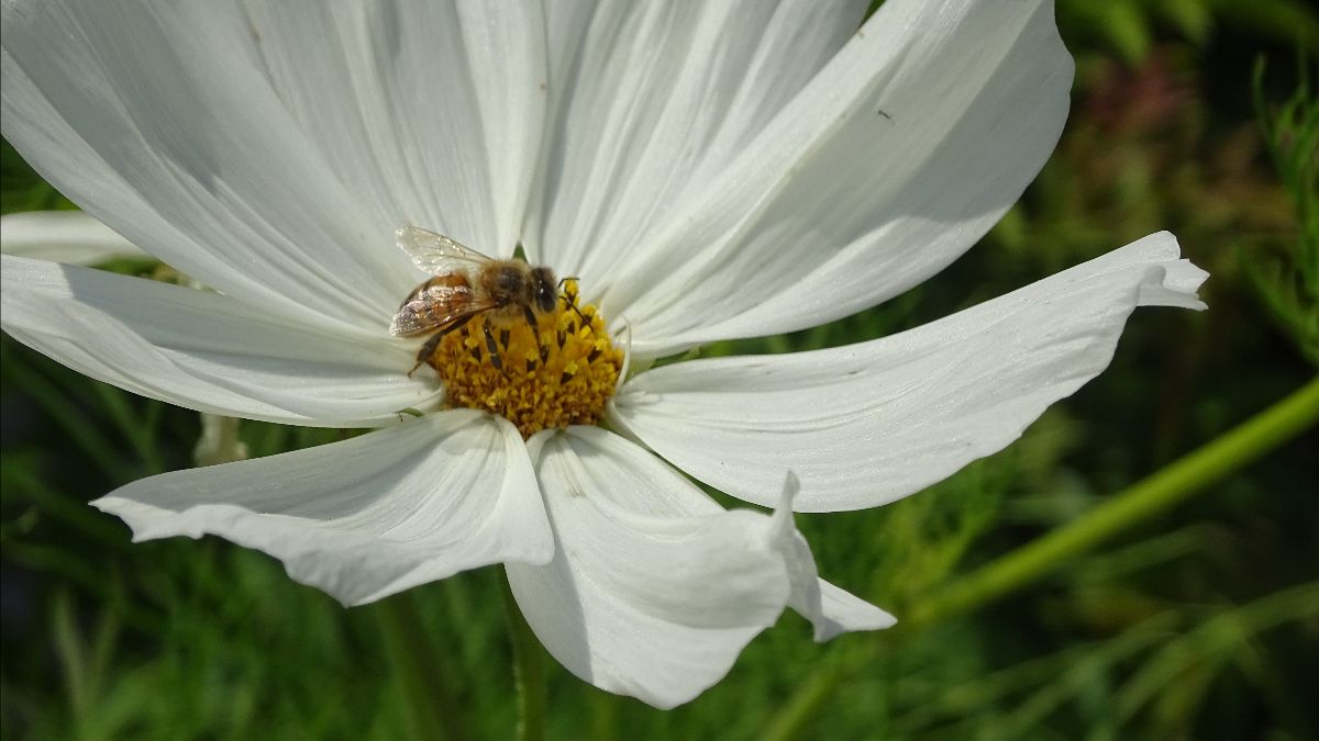 Biogroei: 🐞 Nuttige insecten herkennen in je tuin | Wapen jezelf tegen ...