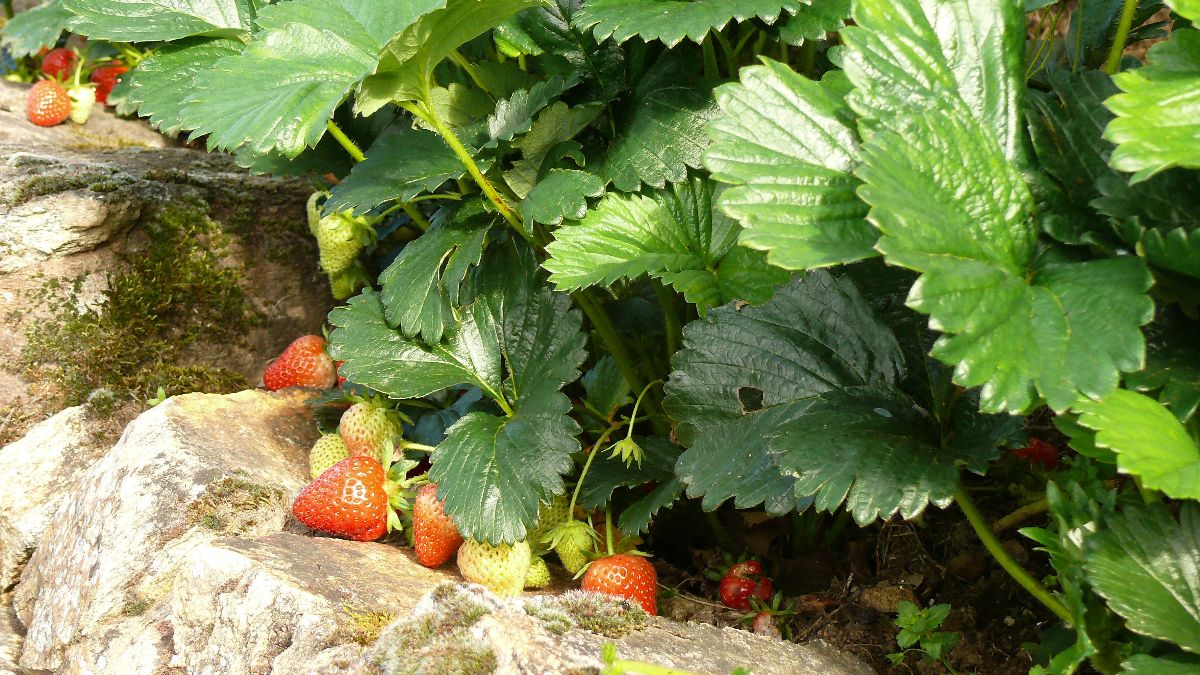 Biogroei.be: 🐞 Nuttige insecten herkennen in je tuin | Wapen jezelf ...