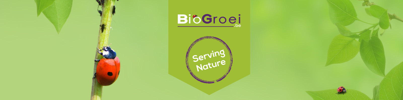 Biogroei: 🐞 Nuttige insecten herkennen in je tuin | Wapen jezelf tegen ...