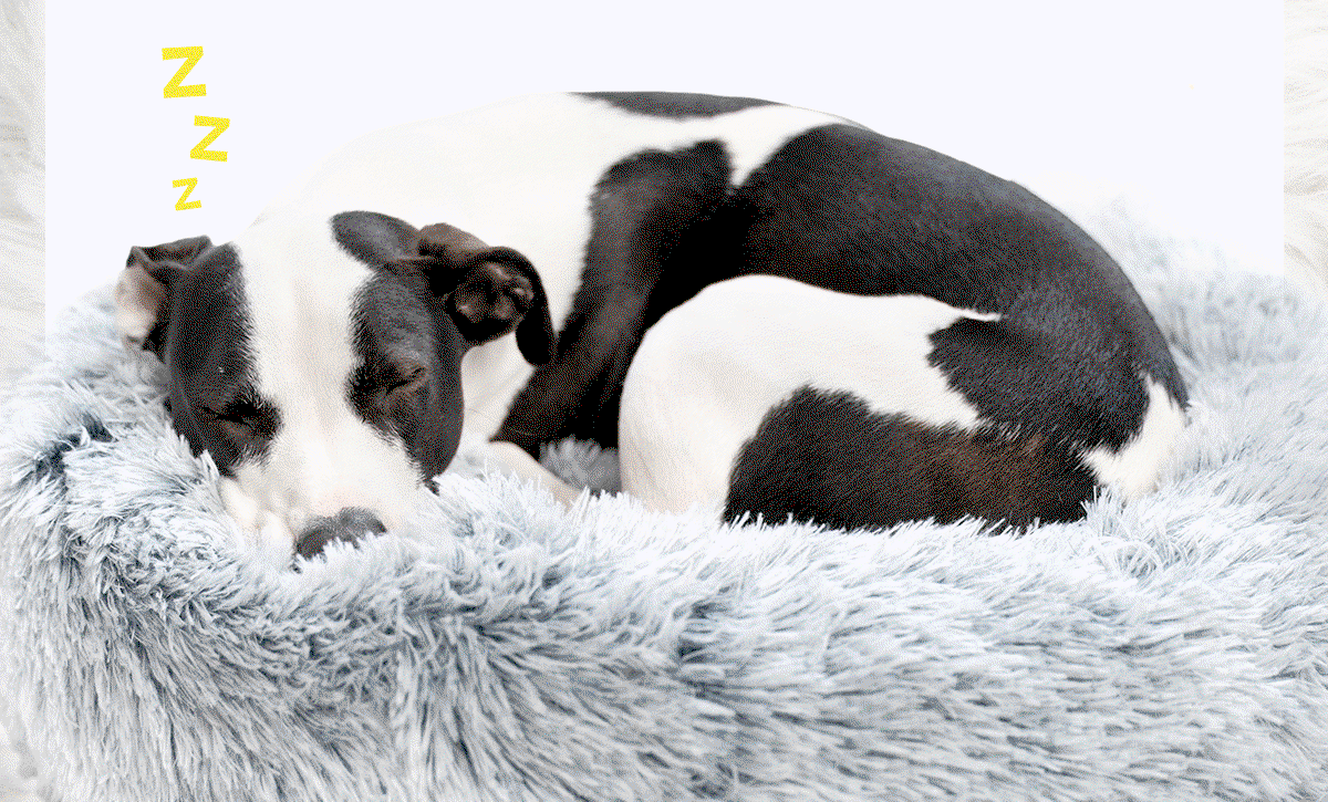 BarkBox: This Free Dog Bed Is Going, Going | Milled