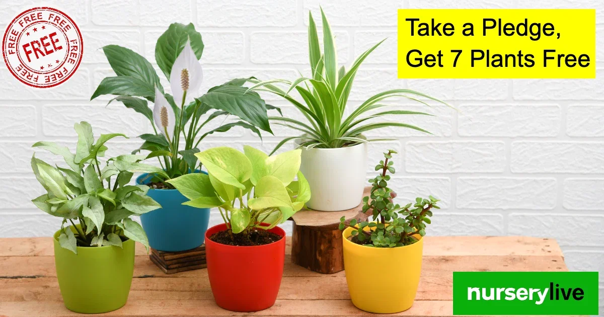 Nurserylive: 👨‍🌾🌿 Final Call: Take a pledge & Collect 7 Potted Plants ...
