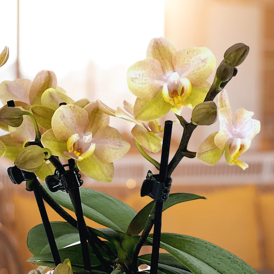 Orchideen Klusmann: 💛🧡 Dusty Belle und Lime für 10 Euro | Milled