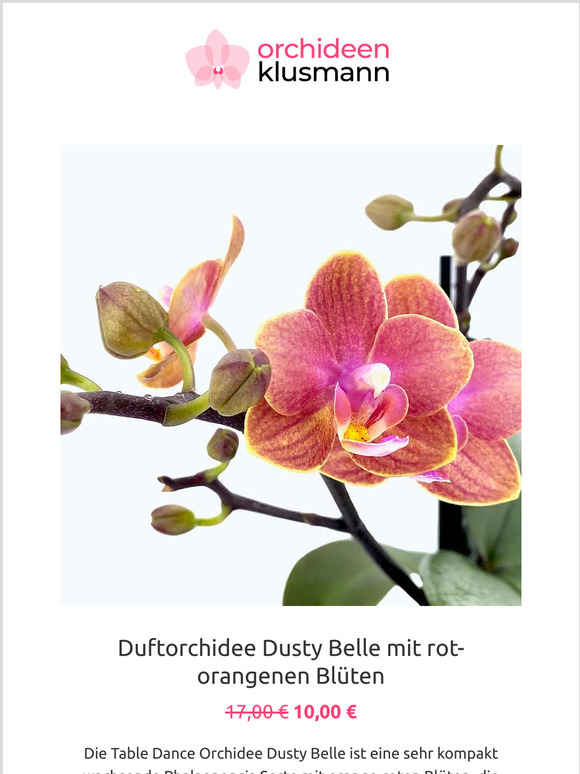 Orchideen Klusmann: 💛🧡 Dusty Belle und Lime für 10 Euro | Milled