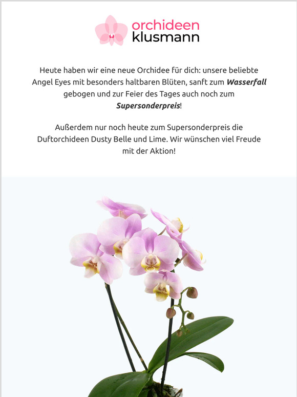 Orchideen Klusmann: 💜 Die Angel Eyes als Wasserfall 💜 | Milled
