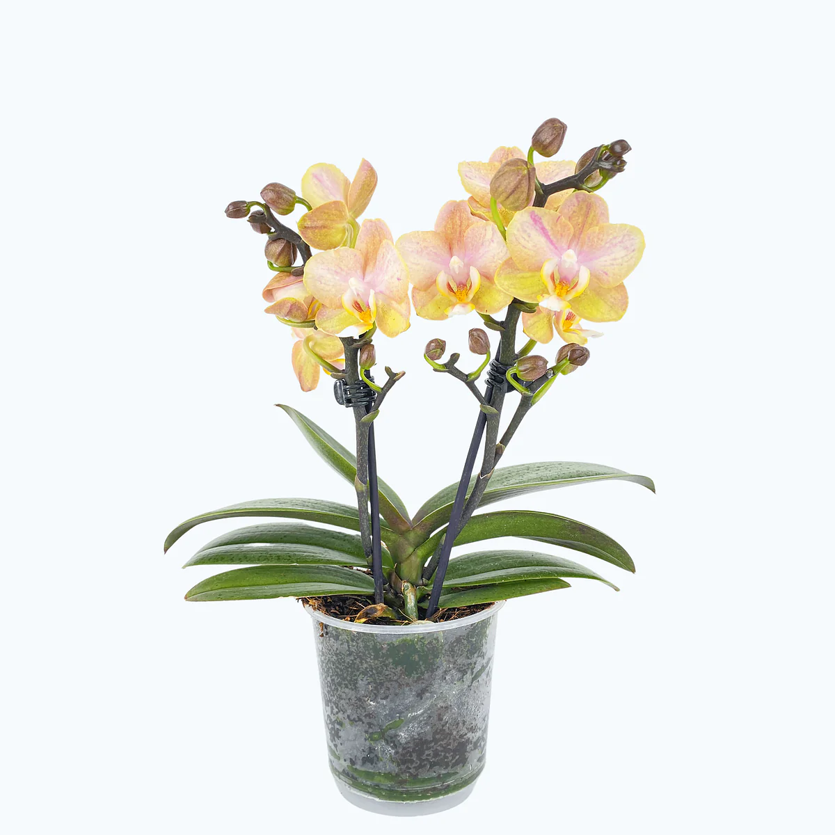 Orchideen Klusmann: 💜 Die Angel Eyes als Wasserfall 💜 | Milled