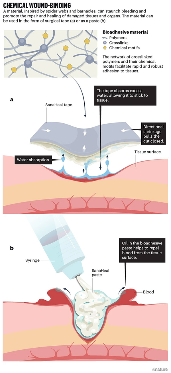 Nature: How the Y chromosome makes some cancers more deadly for men ...