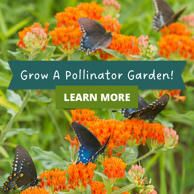 American Meadows: 5 Pollinator Garden Design Ideas For Every Outdoor ...