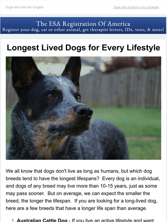 ESA Registration: Long live dogs! Breeds with the longest lives | Milled