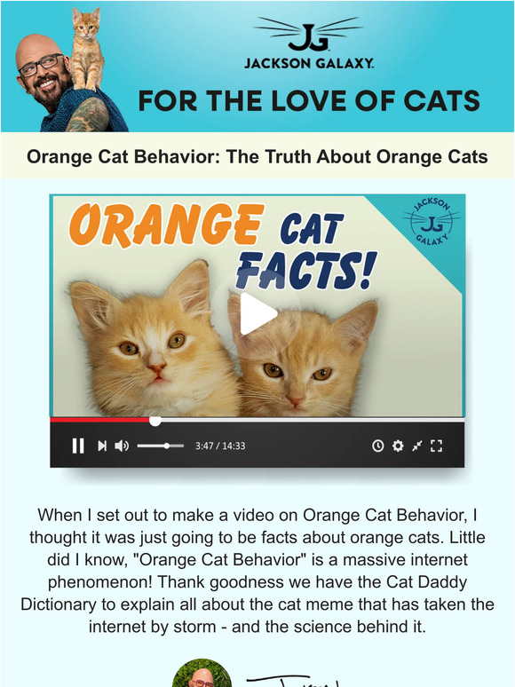 Jackson Galaxy: Orange Cat Behavior: The Truth About Orange Cats | Milled