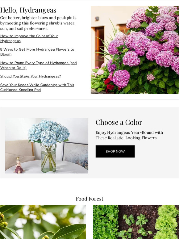 Martha Stewart: How to Improve the Color of Your Hydrangeas | Milled