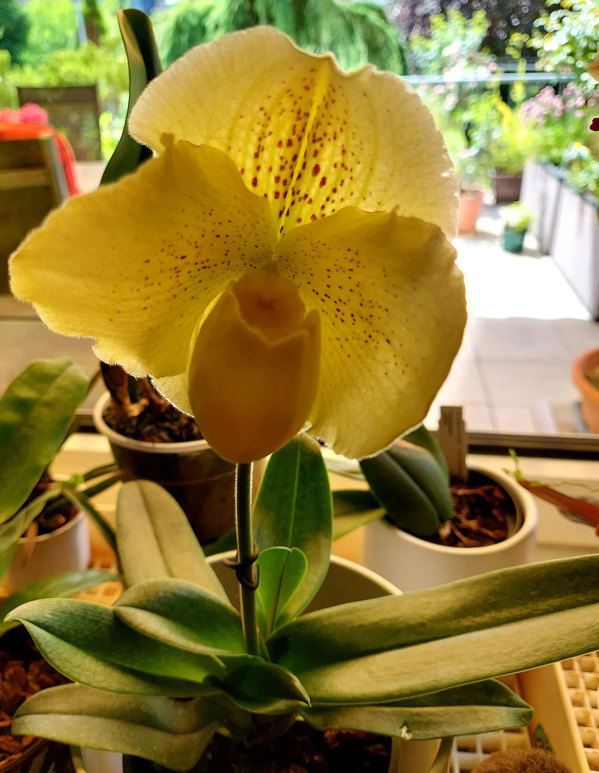 Orchideen Klusmann: In der Aktion: Weiße Orchideen mit 3 Rispen | Milled