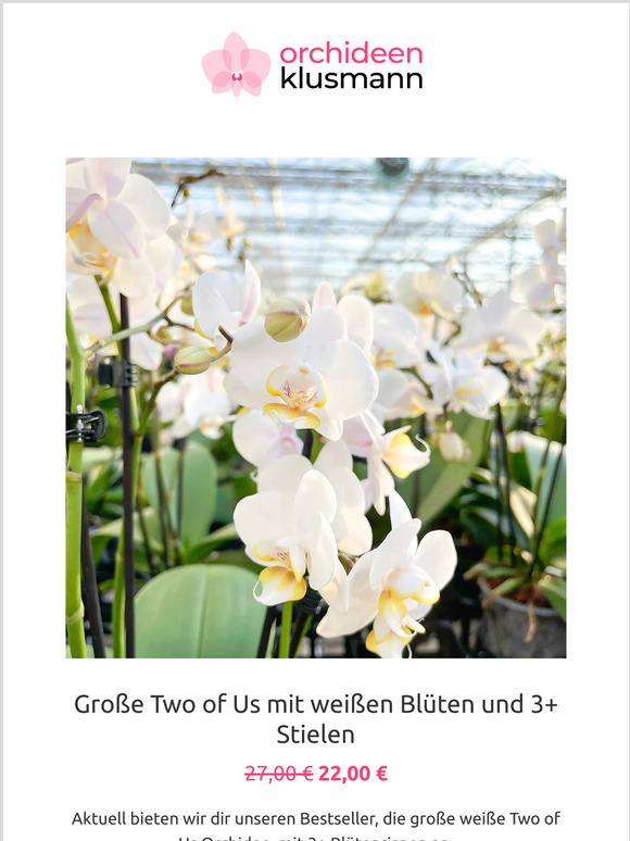 Orchideen Klusmann: In der Aktion: Weiße Orchideen mit 3 Rispen | Milled